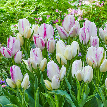 Buy Emilie Tulip Bulbs Online | Bouquet Tulips | Breck's