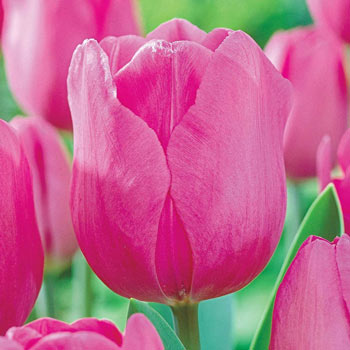 Buy Pink Ardour Tulips Online | Single Tulip Bulbs | Breck's