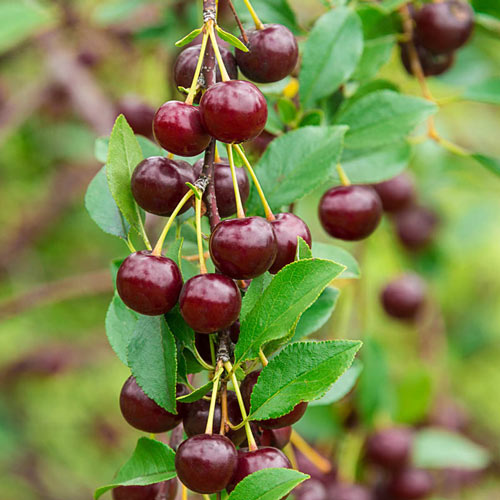 Dwarf Cherry Fruit Trees
