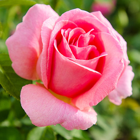 Breck's - Direct to you from Holland since 1818