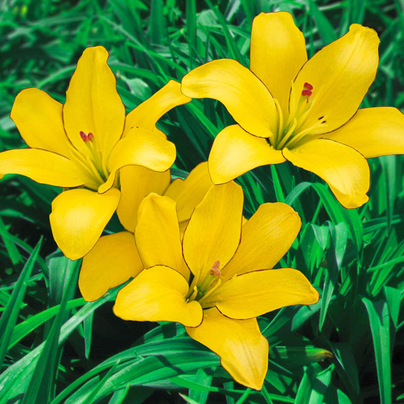 Yellow Cocotte Lily | Breck's Yellow Cocotte Lily | Breck's