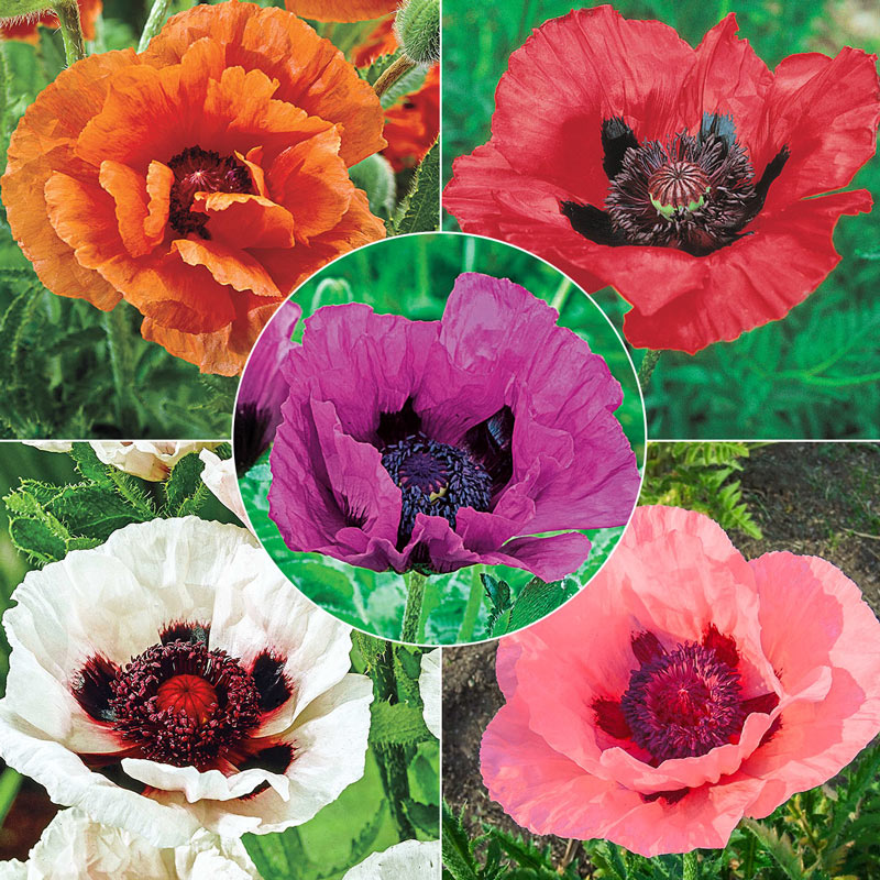 Perennial Flower Seeds Poppy Power Seed Mix – 2000 Non-GMO Perennial ...