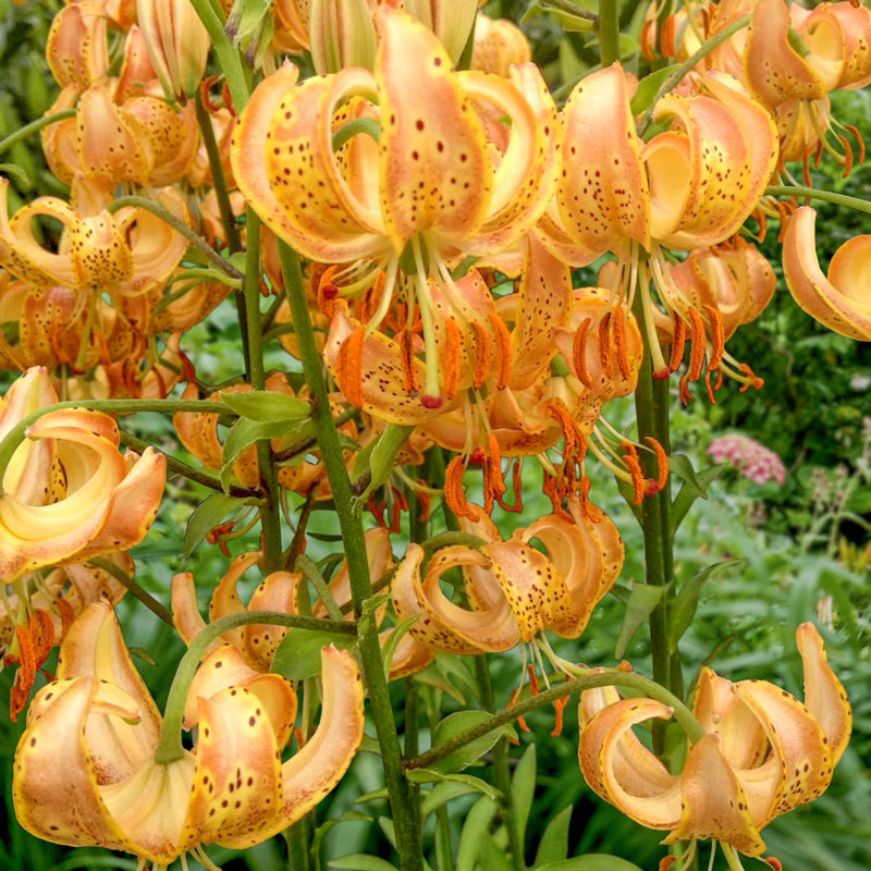 Lilium Martagon