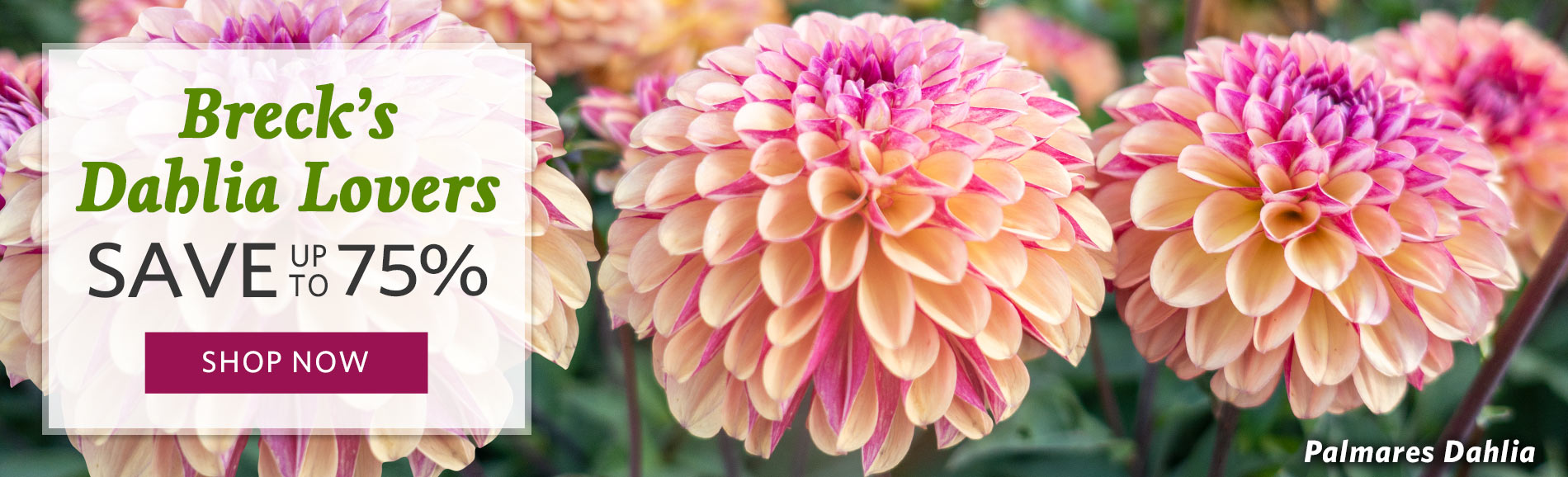 Breck's - Direct to you from Holland since 1818