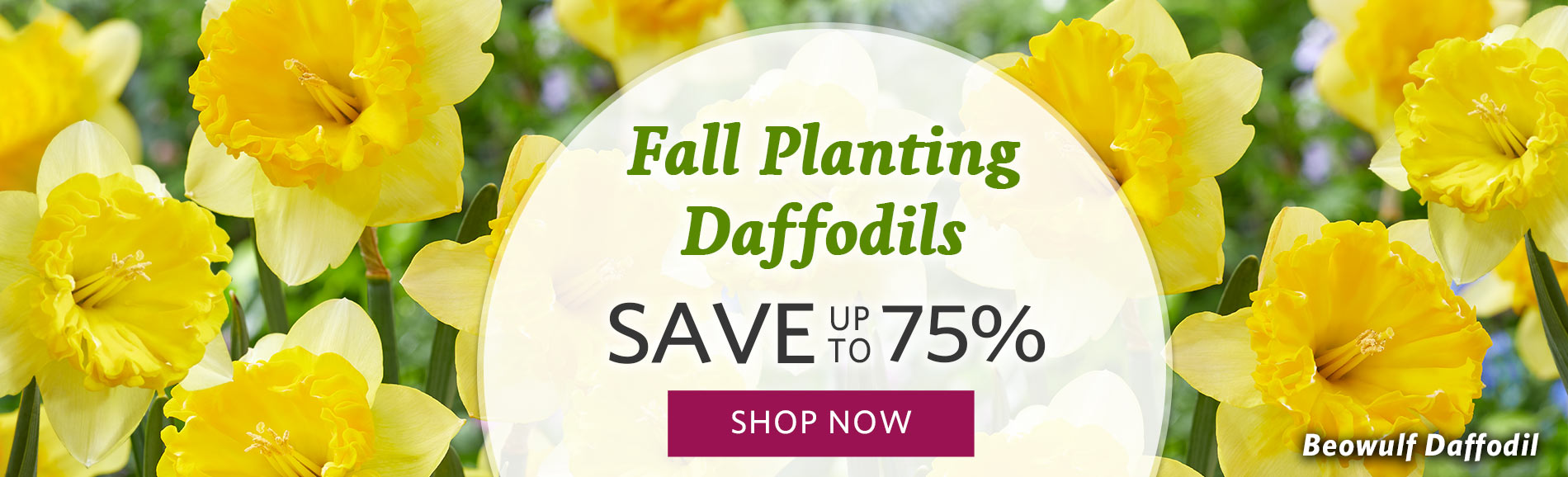 Breck's Flower Bulbs - Direct to you from Holland since 1818