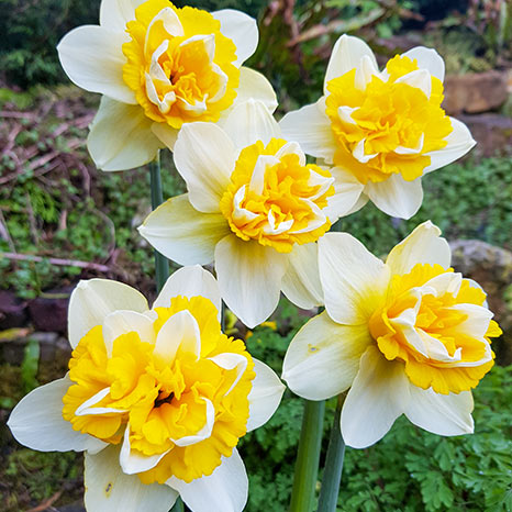 Breck's Flower Bulbs - Direct to you from Holland since 1818