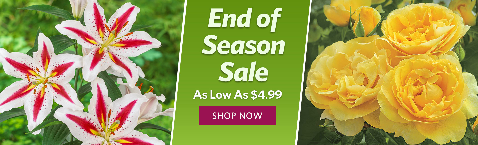 Breck's Flower Bulbs - Bulbs from Holland since 1818