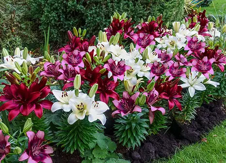 Breck's Flower Bulbs - Bulbs from Holland since 1818