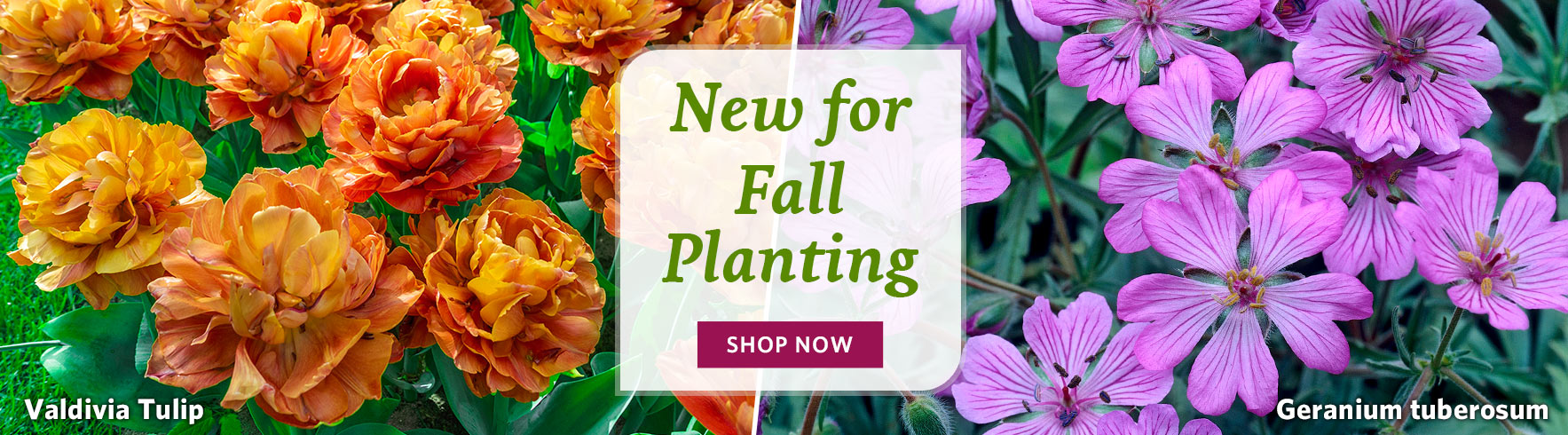 Breck's - Direct to you from Holland since 1818