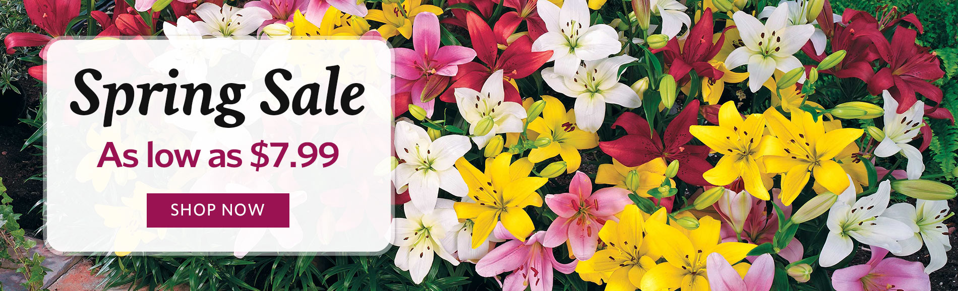 Breck's Flower Bulbs - Direct to you from Holland since 1818