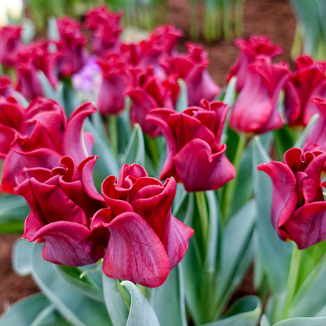 Breck's Flower Bulbs - Direct to you from Holland since 1818