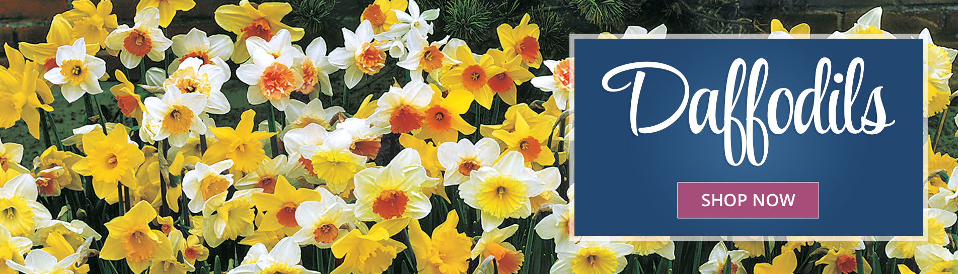 Breck's Canada - Direct to you from Holland since 1818