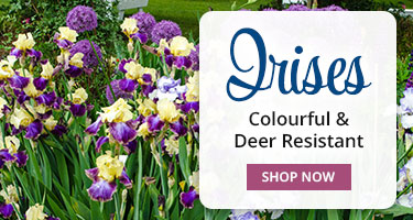 Breck's Canada - Direct to you from Holland since 1818