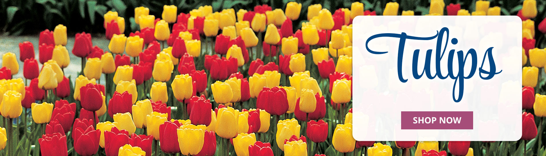 Breck's Canada - Direct to you from Holland since 1818