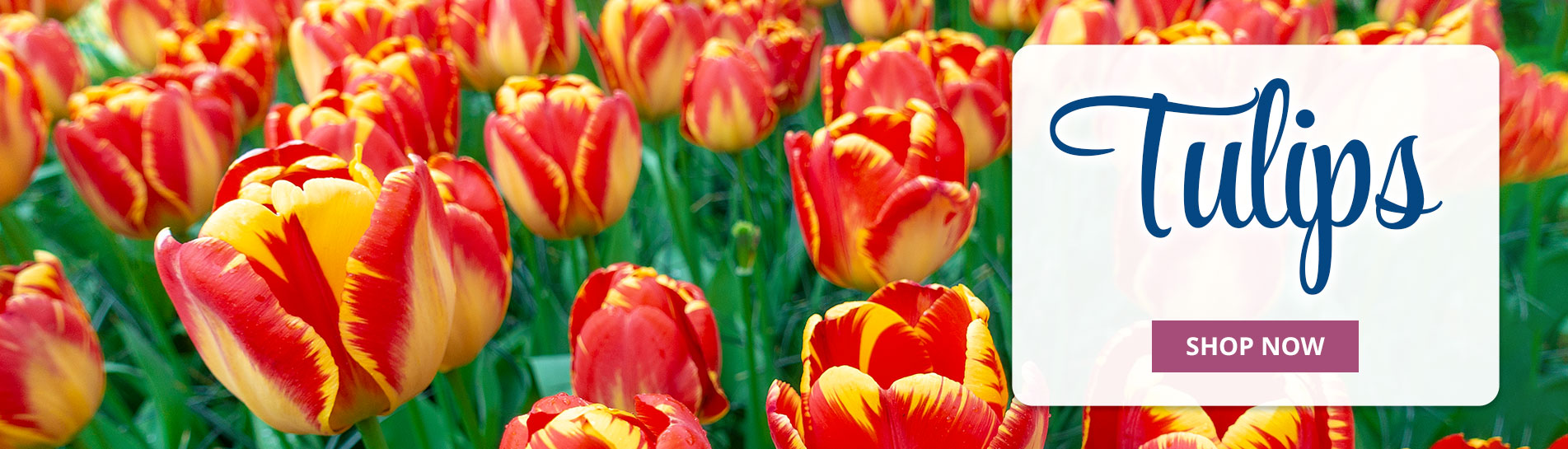 Breck's Canada - Direct to you from Holland since 1818