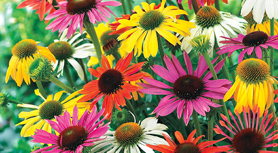 Breck's Canada - Direct to you from Holland since 1818