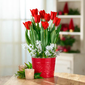 Spring Bulb Gardens | Gifts for Plant Lovers | Breck's Gifts