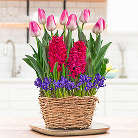 Spring Bulb Gardens | Gifts for Plant Lovers | Breck's Gifts