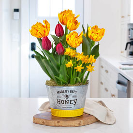 Spring Bulb Gardens | Gifts for Plant Lovers | Breck's Gifts