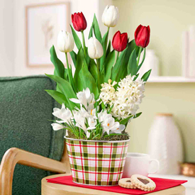 Spring Bulb Gardens | Gifts for Plant Lovers | Breck's Gifts