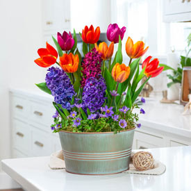 Spring Bulb Gardens | Gifts for Plant Lovers | Breck's Gifts