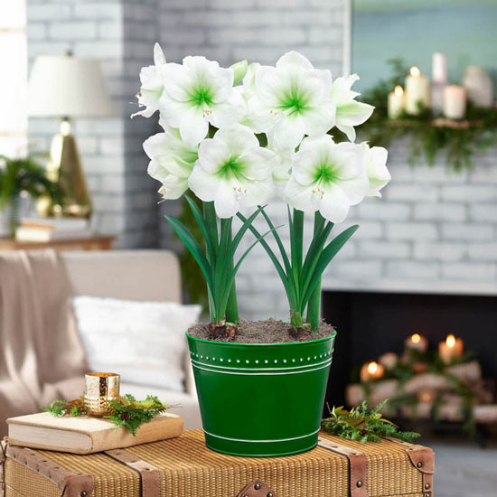Christmas Gift Amaryllis Duo | Holiday Bulbs from Breck's Gifts