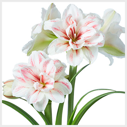 Aquaro Amaryllis Care Guide | Breck's Gifts