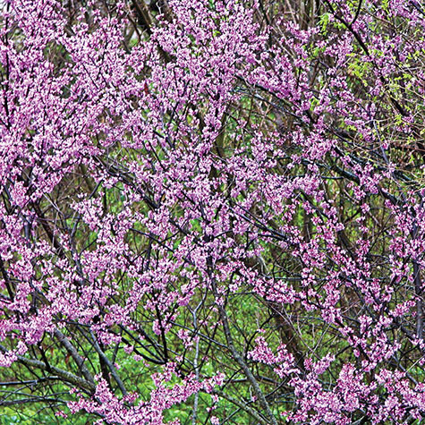 Redbud Tree: Native, Ornamental Trees from Gurney's