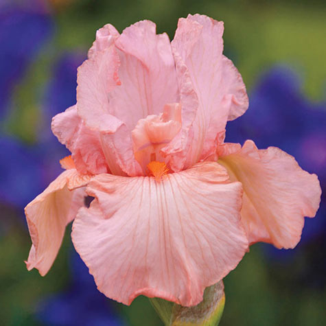 Pink Attraction Reblooming German Iris: Bearded Iris