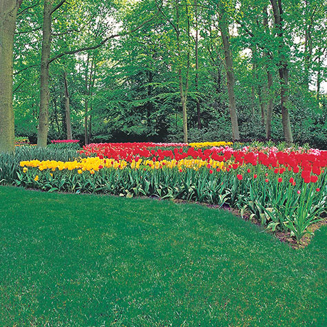 Shade Champ Grass Mix | Grass and Lawn Seed from Gurney's