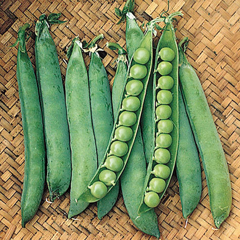 Maestro Shell Pea | Gurney's Seed & Nursery Co.