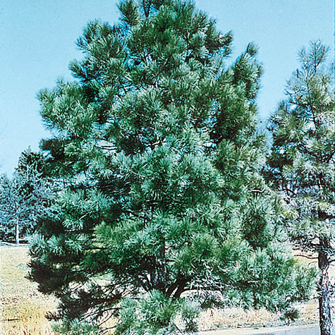 Austrian Pine | Gurney's Seed & Nursery Co.