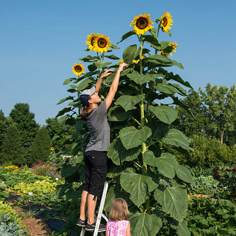 Sunflower American Giant | Gurney's Seed & Nursery Co.