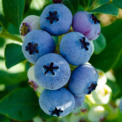 Elliot Blueberry Hedge | Gurney's Seed & Nursery Co.