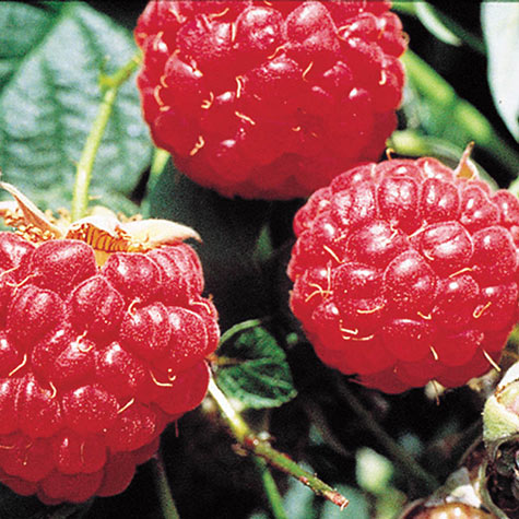 Mammoth Red Raspberry Plants: Brambles from Gurney's