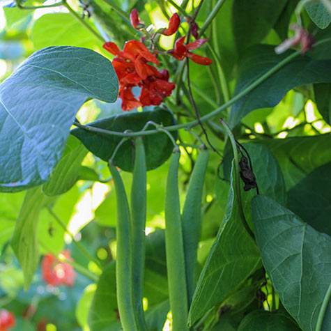 Aintree Runner Bean | Gurney's Seed & Nursery Co.
