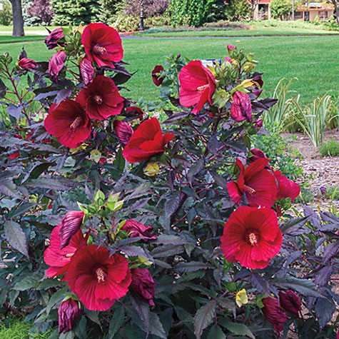 Midnight Marvel Hibiscus | Gurney's Seed & Nursery Co. Midnight Marvel Hibiscus | Gurney's Seed & Nursery Co.