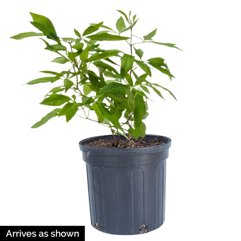 Delta Blues Chaste Tree Trees And Shrubs From Gurneys