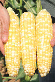 Gurney's - America's Most Complete Seed and Nursery