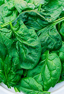 Gurney's - America's Most Complete Seed and Nursery