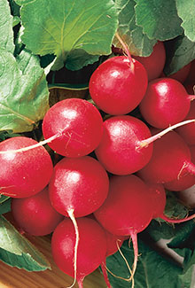 Gurney's - America's Most Complete Seed and Nursery