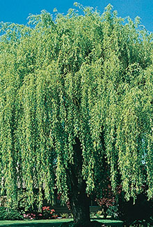 Gurney's - America's Most Complete Seed and Nursery