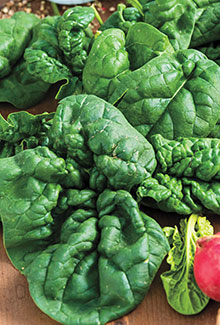 Gurney's - America's Most Complete Seed and Nursery