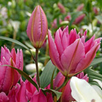 Elena Rose Lily | Spring Hill Nurseries