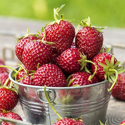 Mara Des Bois Everbearing Strawberry | Spring Hill Nurseries
