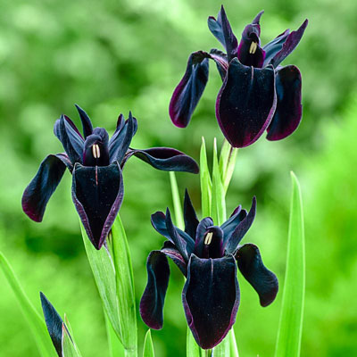 Black Iris | Spring Hill Nurseries