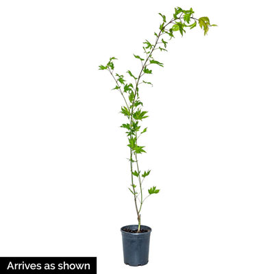 North Wind Japanese Maple – Trees | Spring Hill Nurseries