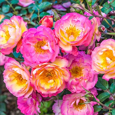 Ground Cover Rose Collection-Shrubs | Spring Hill Nurseries