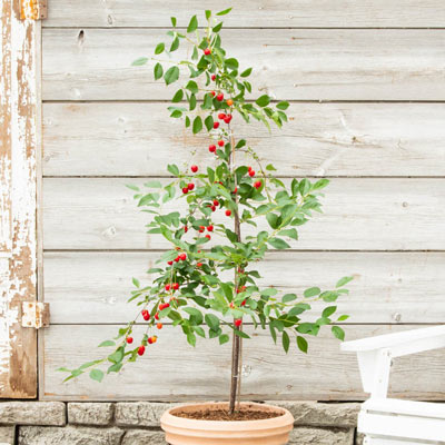 Wowza Dwarf Cherry Tree - Buy Fruit Trees | Spring Hill Nurseries