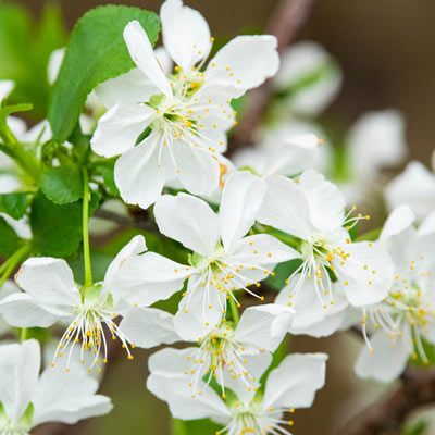 Wowza Dwarf Cherry Tree - Buy Fruit Trees | Spring Hill Nurseries
